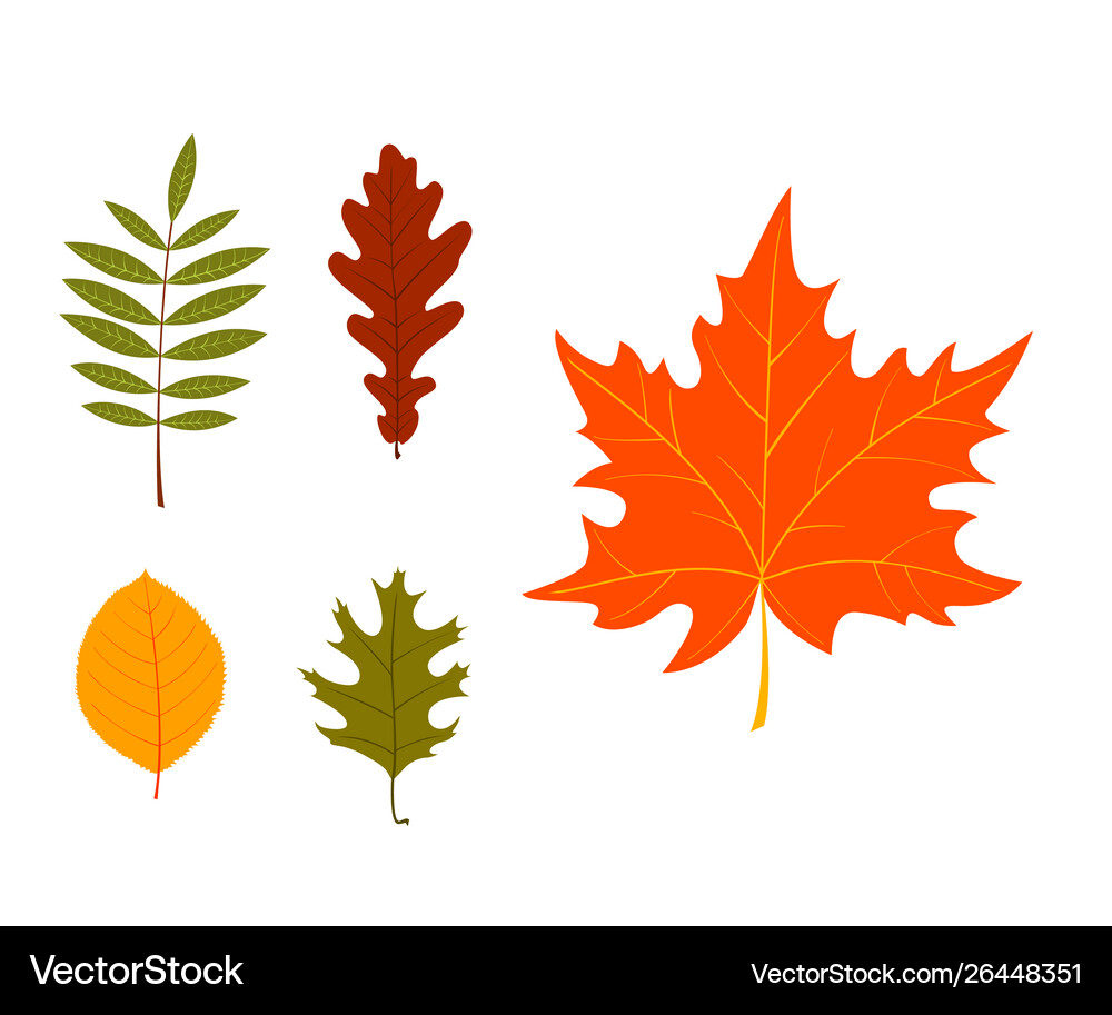 Leaves set autumn on white background Royalty Free Vector