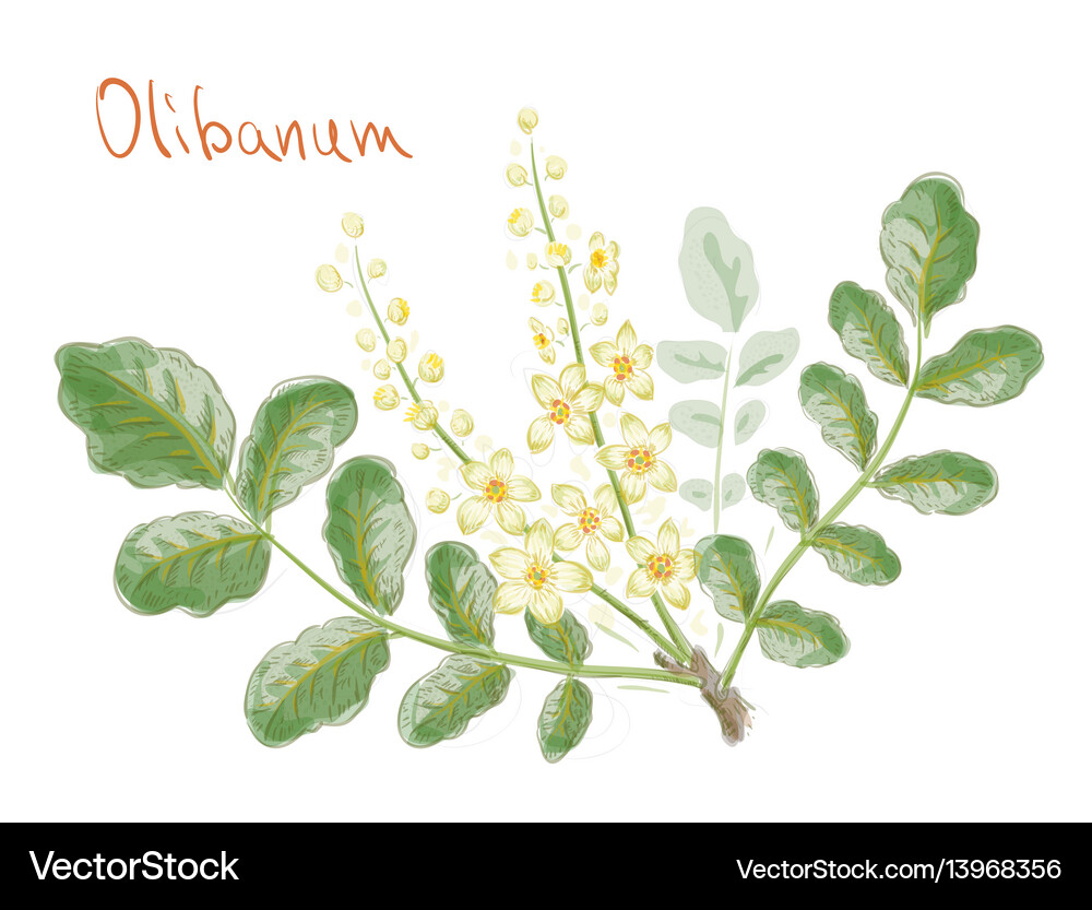 Frankincense Tree Drawing