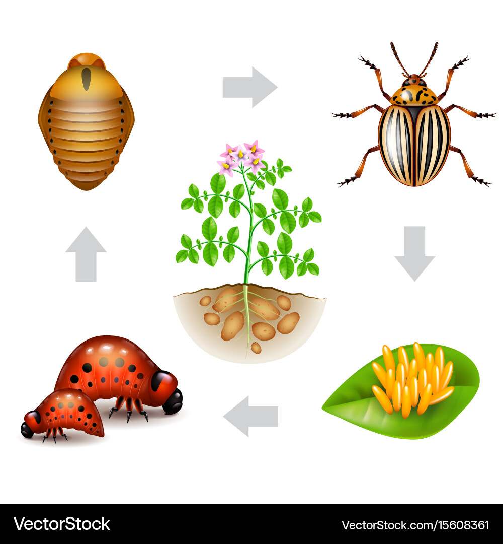 Colorado beetle life isolated on white Royalty Free Vector