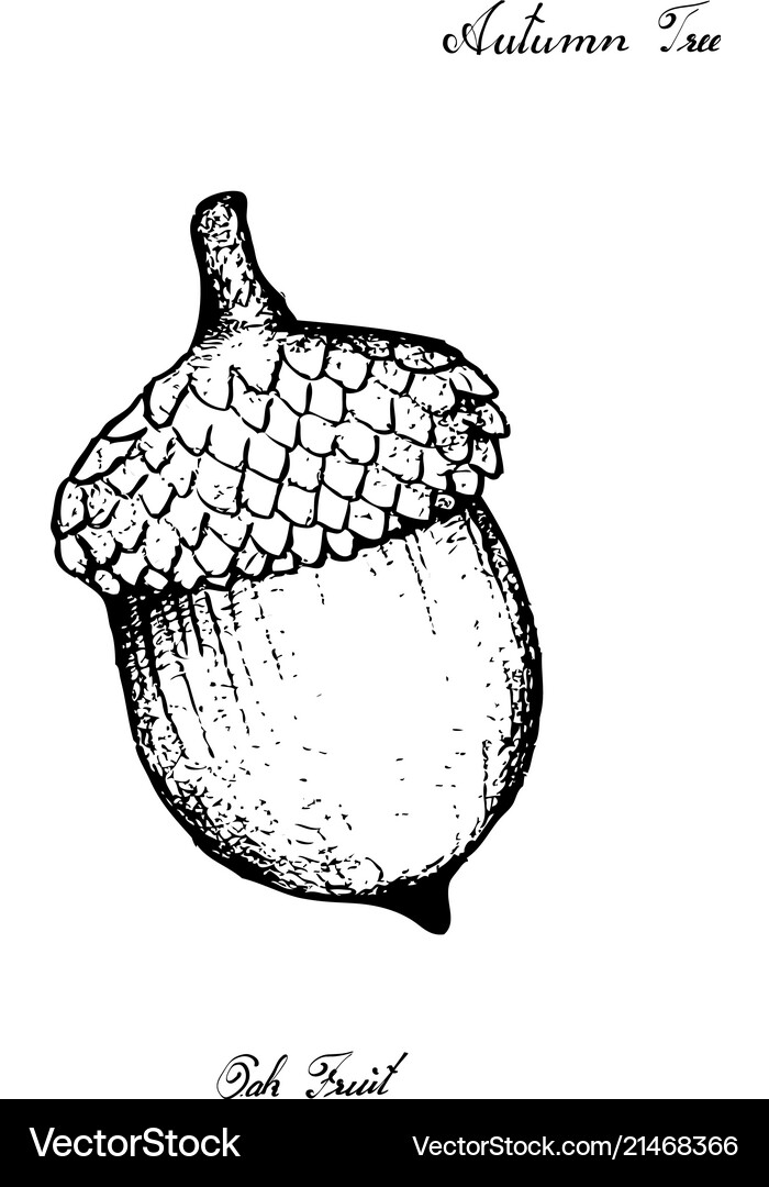 Hand drawn autumn acorn or oak nut Royalty Free Vector Image