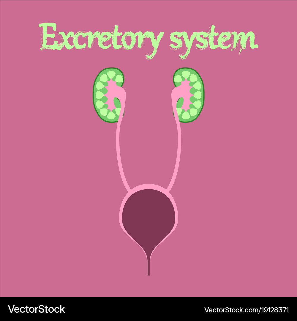 Excretory System Vector Illustration Vectormine Excretory Vector Art,