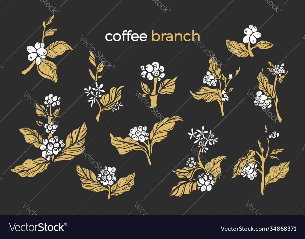 Set coffee tree shape Royalty Free Vector Image