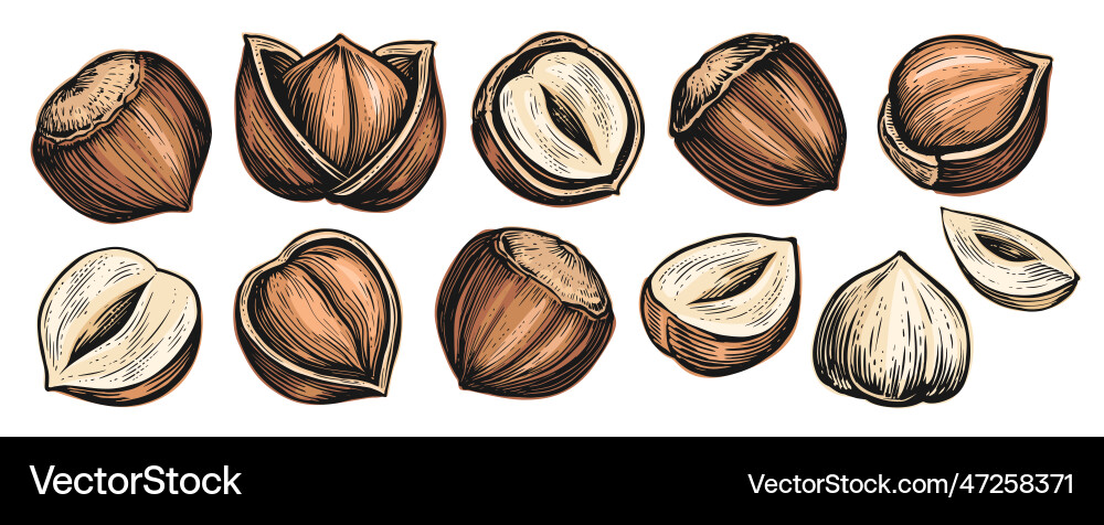 Set of hazelnuts isolated on white background Vector Image
