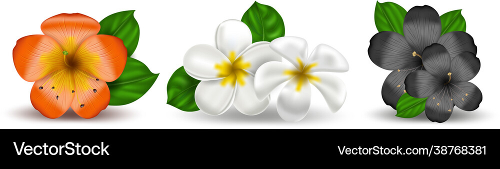 Set realistic tropical hawaiian flowers Royalty Free Vector