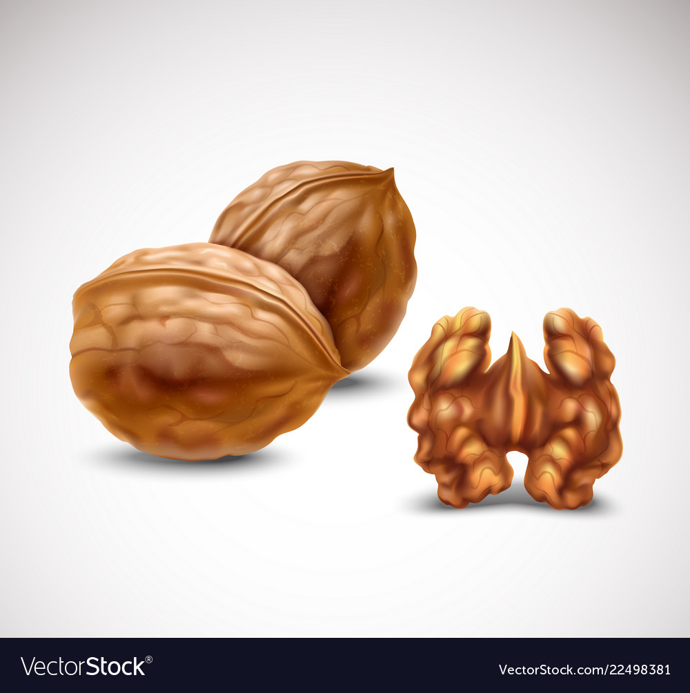Walnut Royalty Free Vector Image - VectorStock