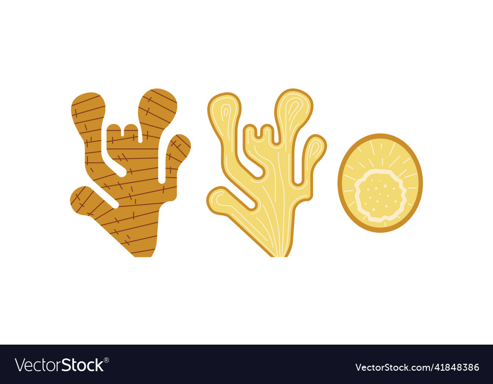Ginger root Royalty Free Vector Image - VectorStock
