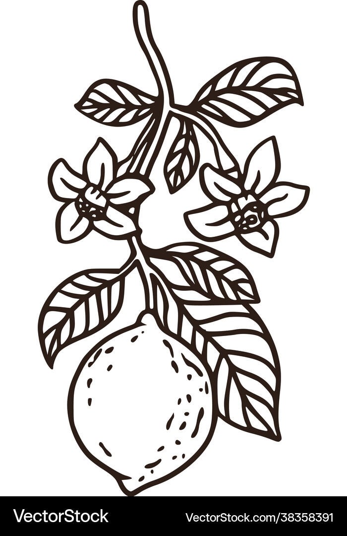 Lemon fruit fresh organic nature branch Royalty Free Vector