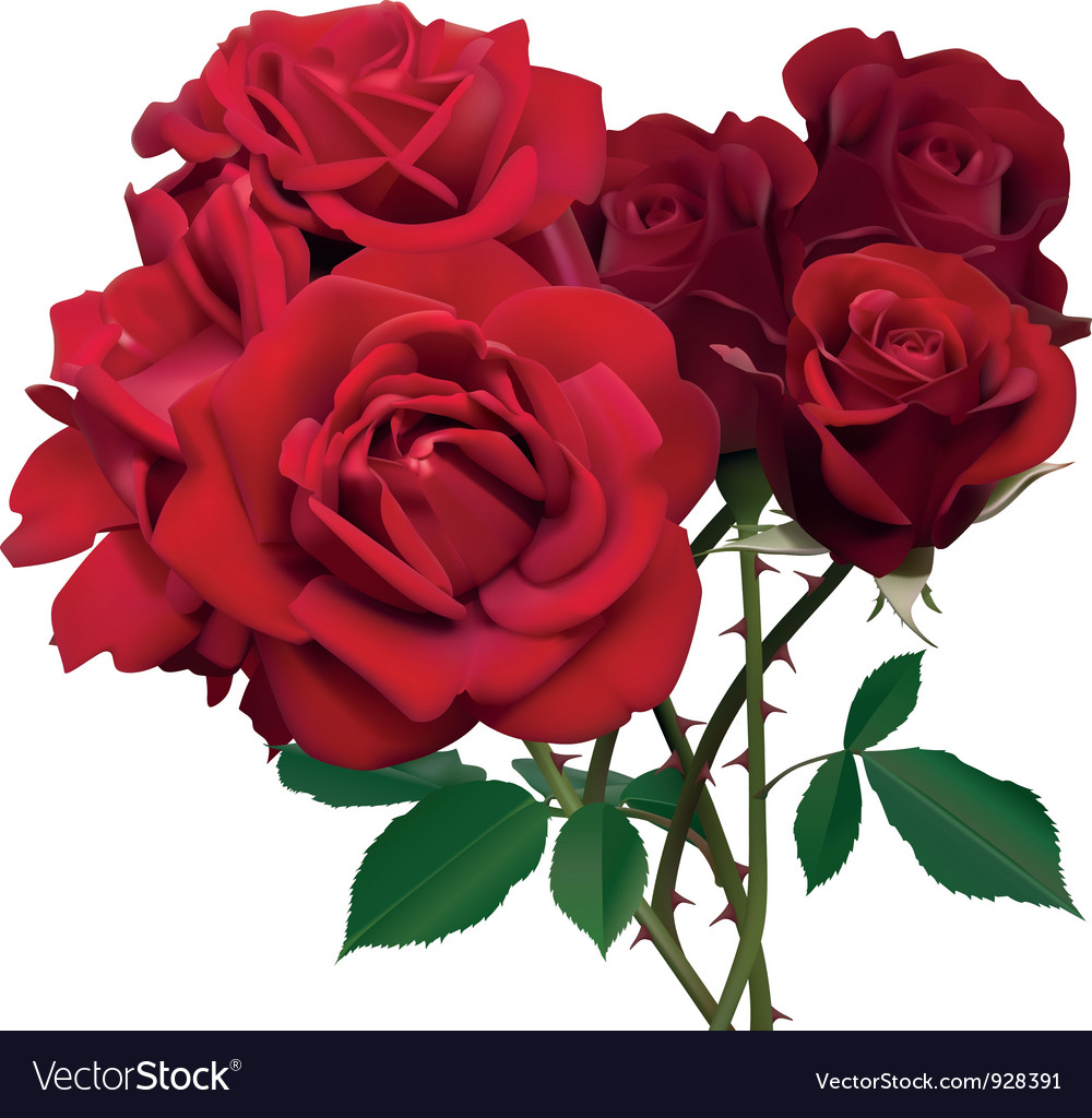 Rose Royalty Free Vector Image - VectorStock