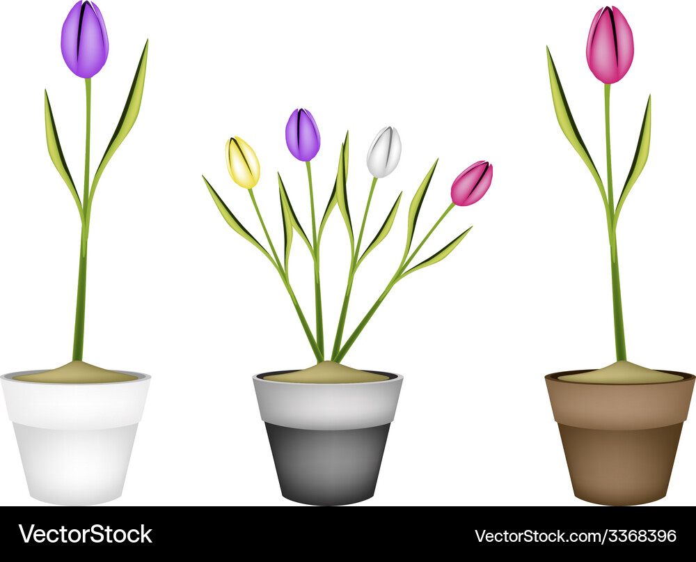 Fresh tulip flowers in three ceramic pots Vector Image