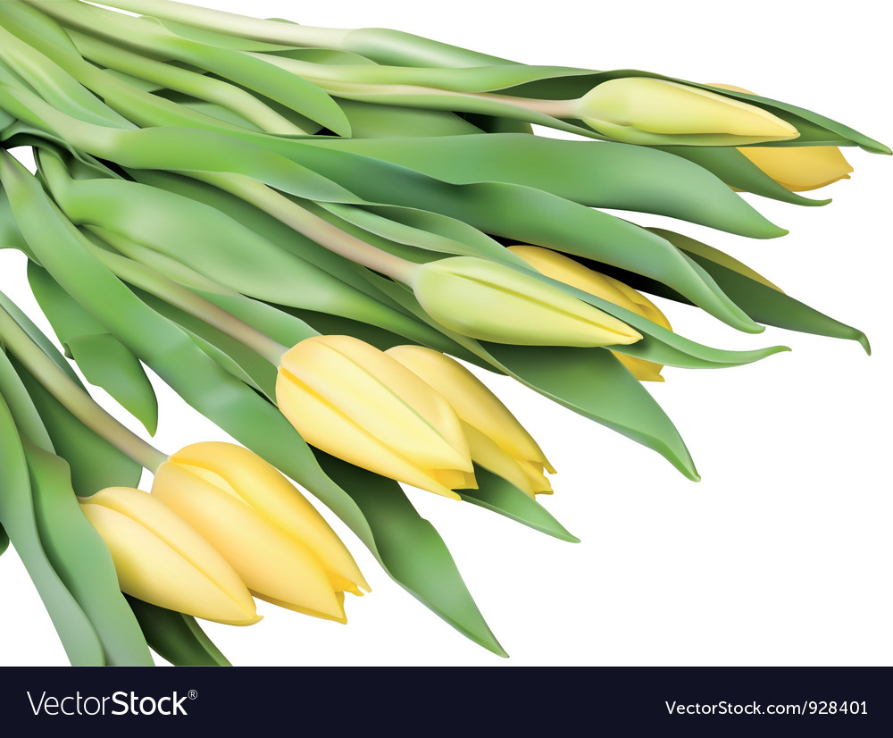 Tulip Royalty Free Vector Image - VectorStock
