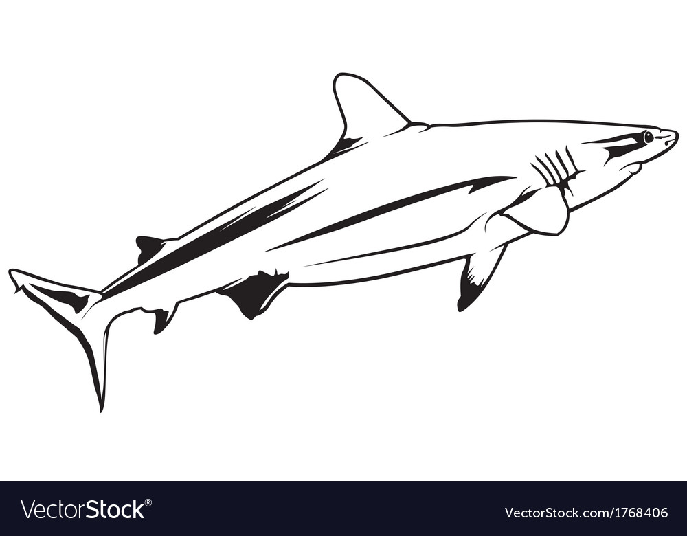 Shark Royalty Free Vector Image - VectorStock