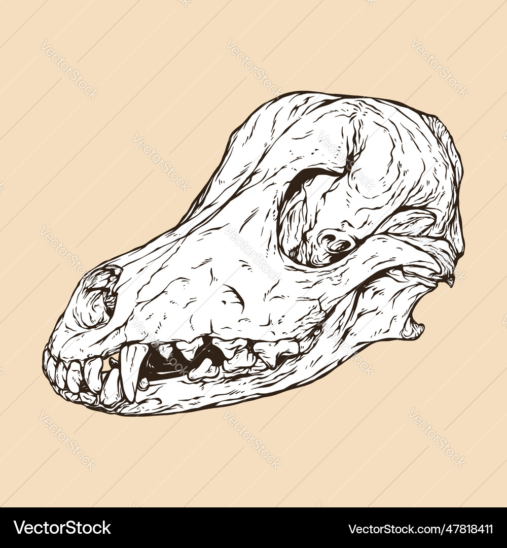 Domestic dog skull head Royalty Free Vector Image