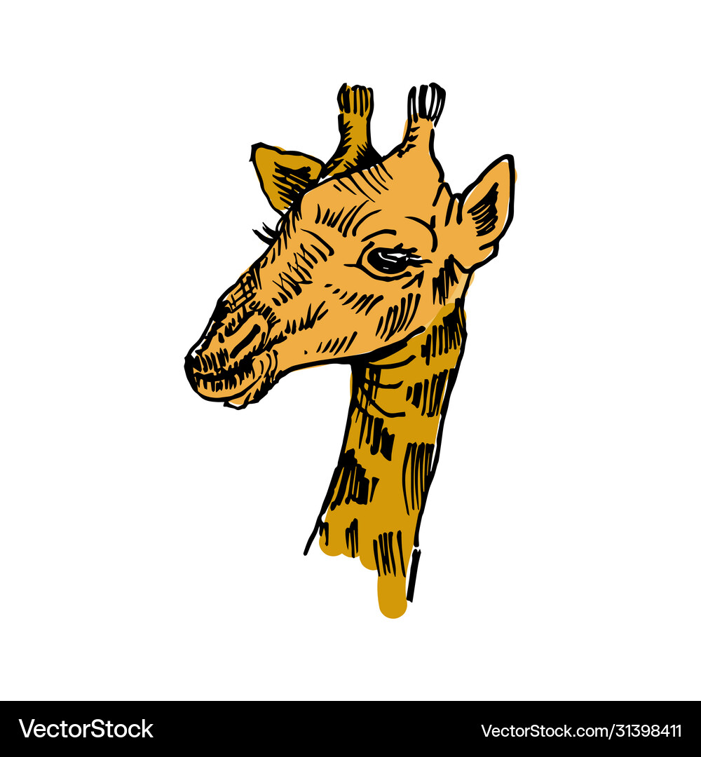 Giraffe sketch hand-drawn Royalty Free Vector Image