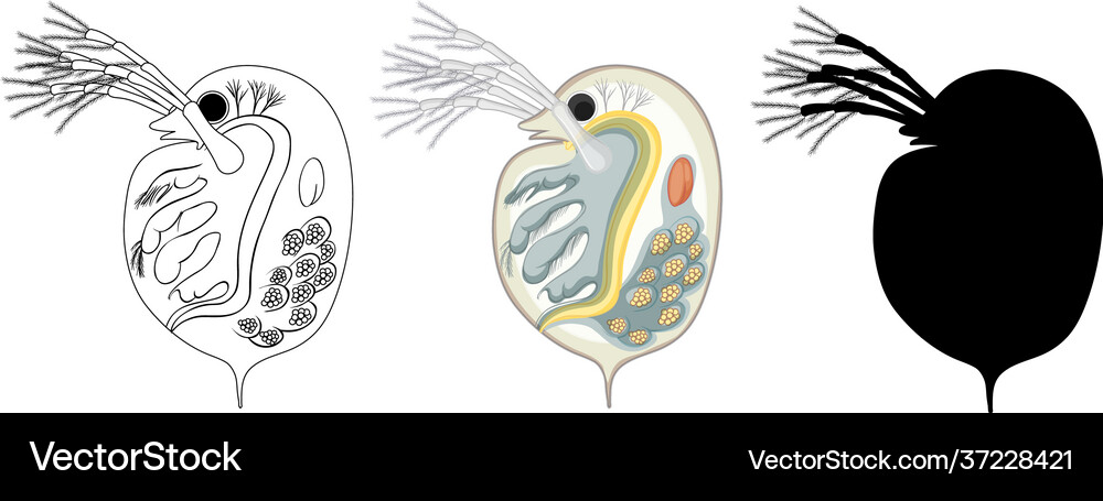Daphnia in colour and doodle on white background Vector Image