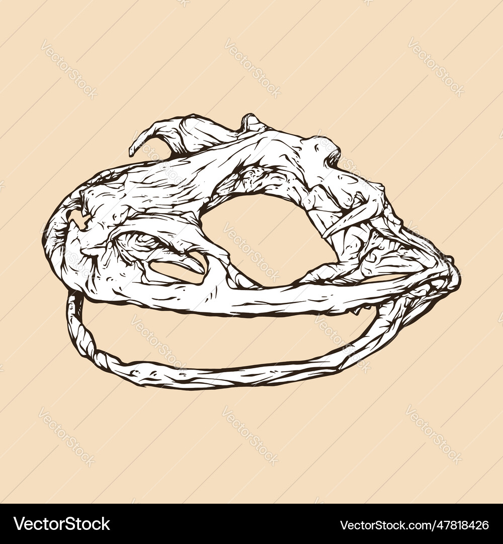 Goliath frog skull head Royalty Free Vector Image