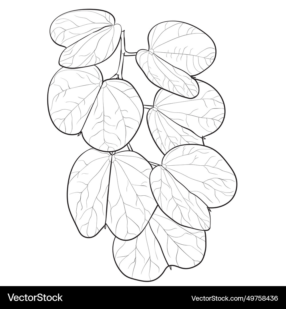 Alibangbang tree leaf drawing bauhinia malabarica Vector Image