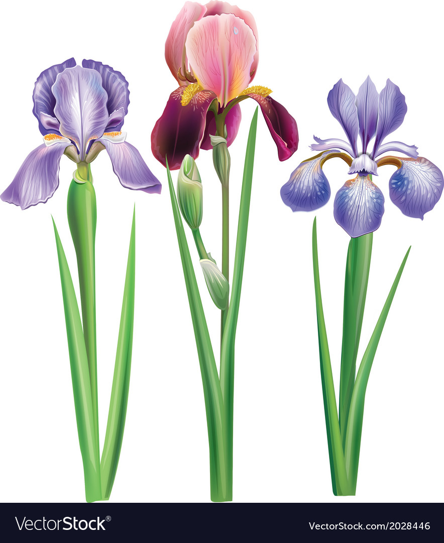Flowers iris Royalty Free Vector Image - VectorStock