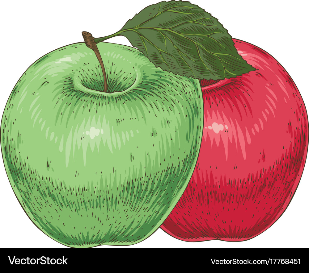 Ripe green and red apples Royalty Free Vector Image