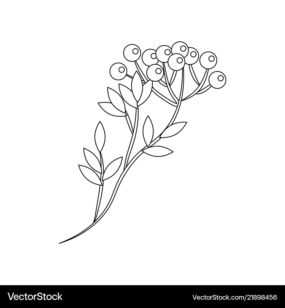 Berry branch Royalty Free Vector Image - VectorStock