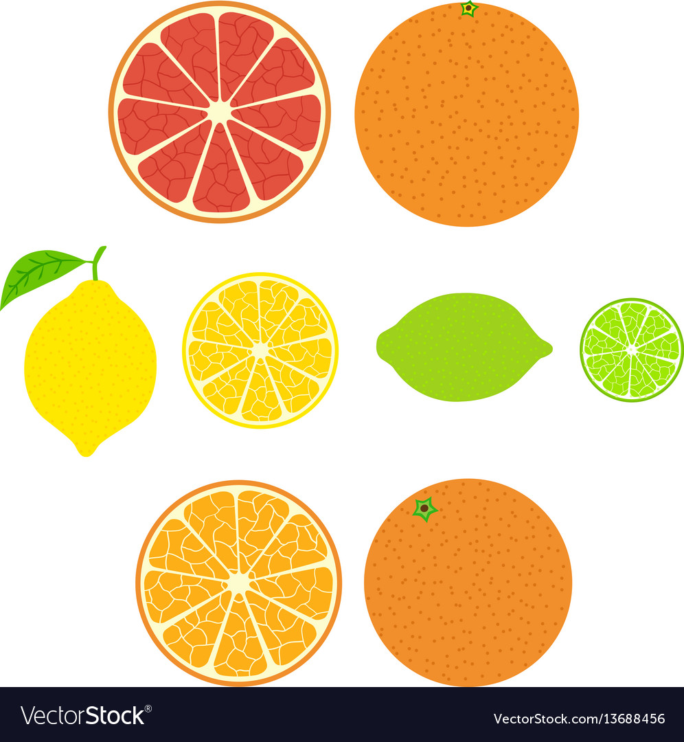 Collection of citrus slices of orange lemon lime Vector Image