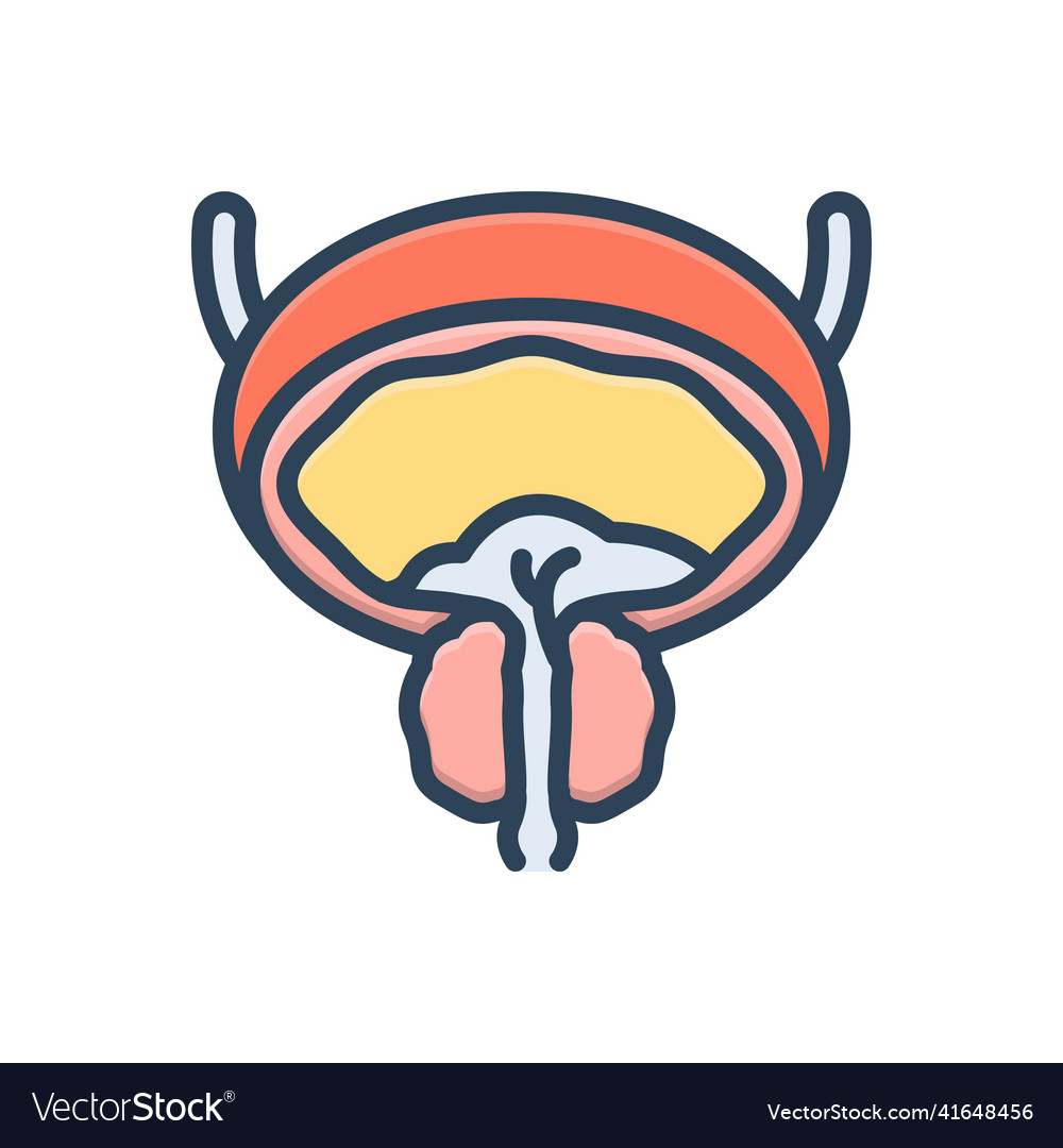 Prostate Royalty Free Vector Image - VectorStock