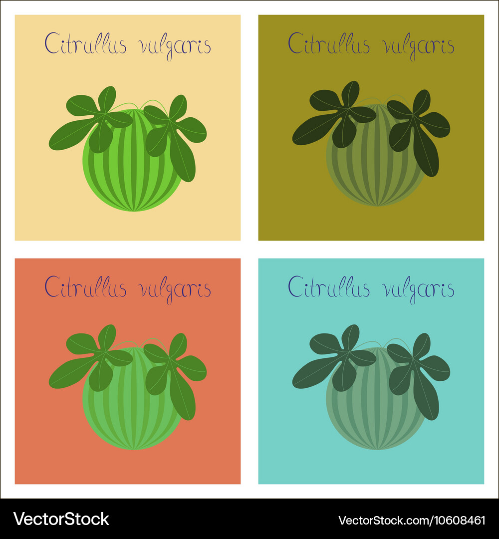 Assembly of flat plant Citrullus Royalty Free Vector Image