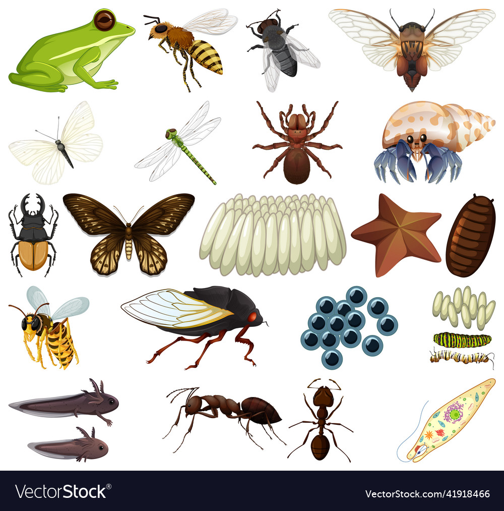 Different kinds of insects and animals on white Vector Image