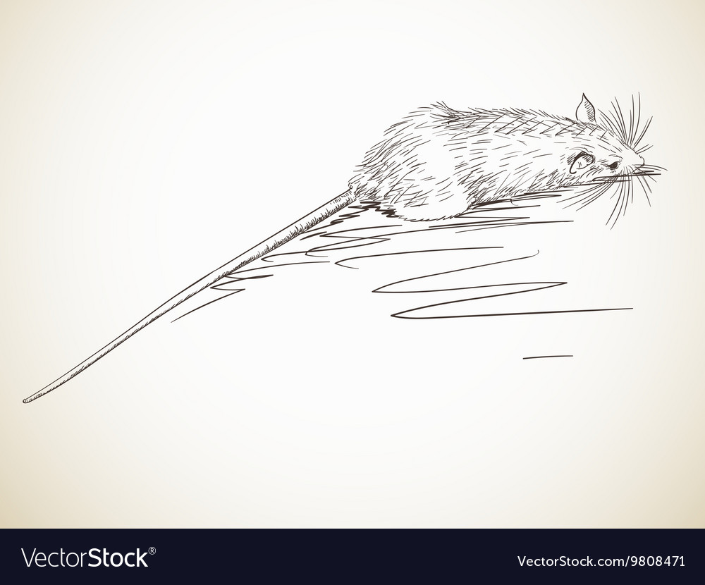 Rat Royalty Free Vector Image - VectorStock