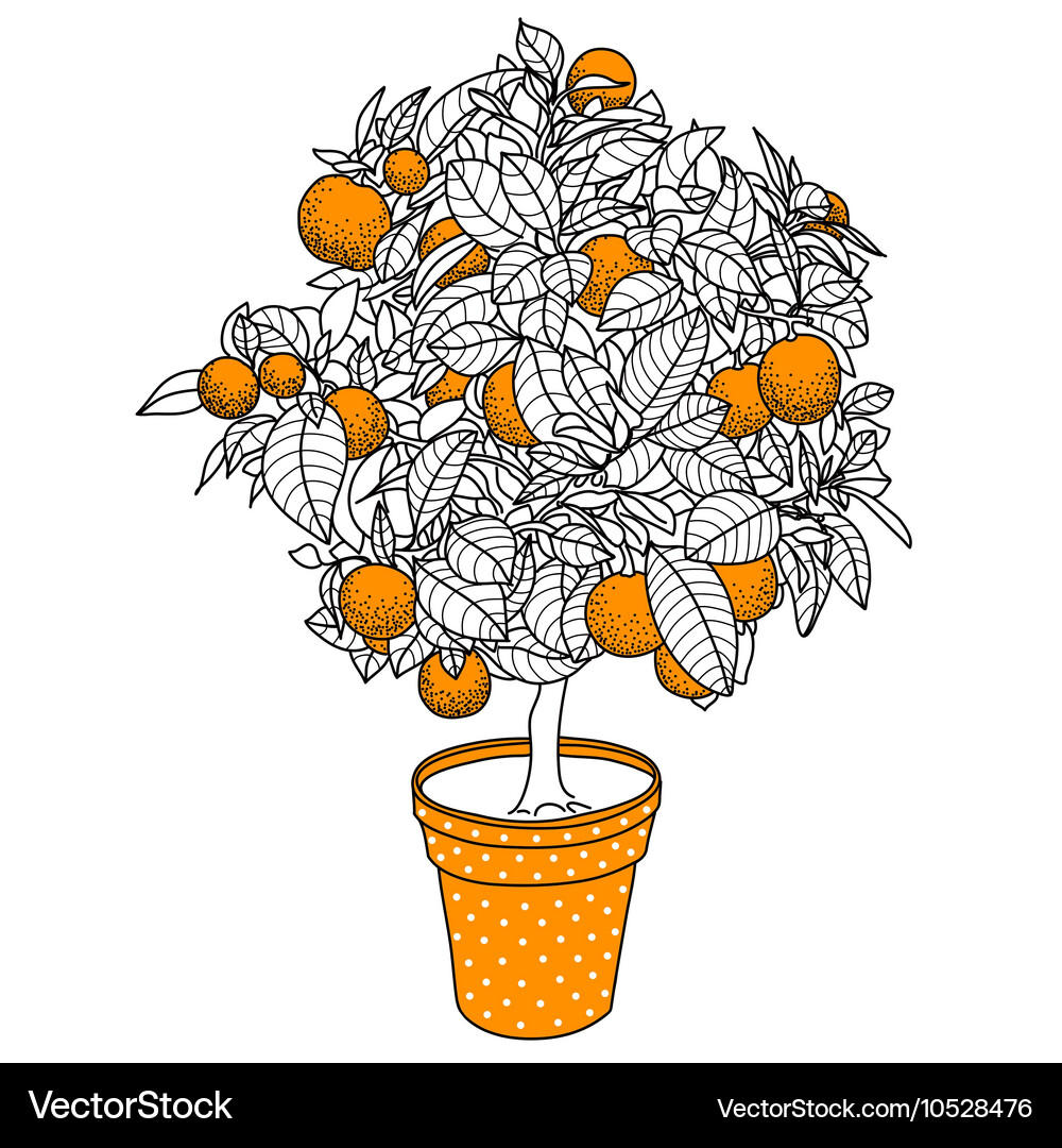 Citrus tangerine orange or lemon tree Royalty Free Vector