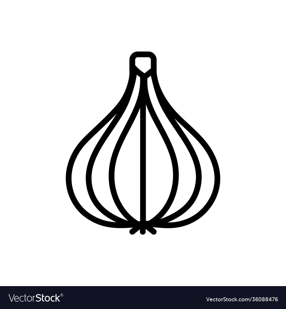 Garlic Royalty Free Vector Image - VectorStock