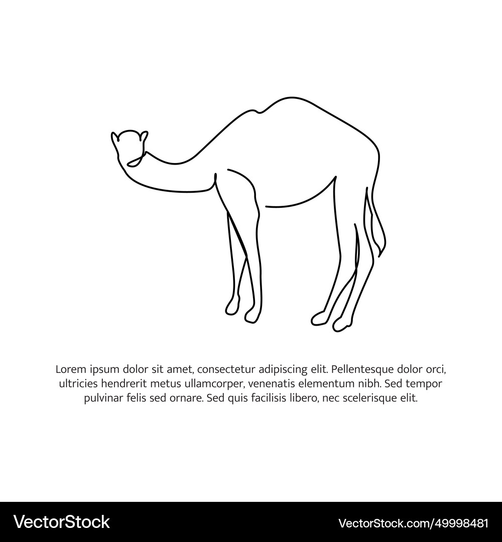 Camel line design simple animal silhouette Vector Image