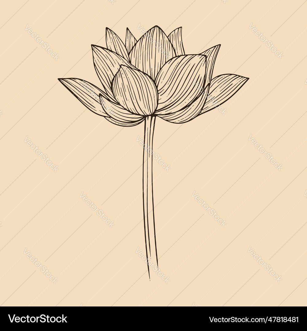 Lotus flower with line art Royalty Free Vector Image