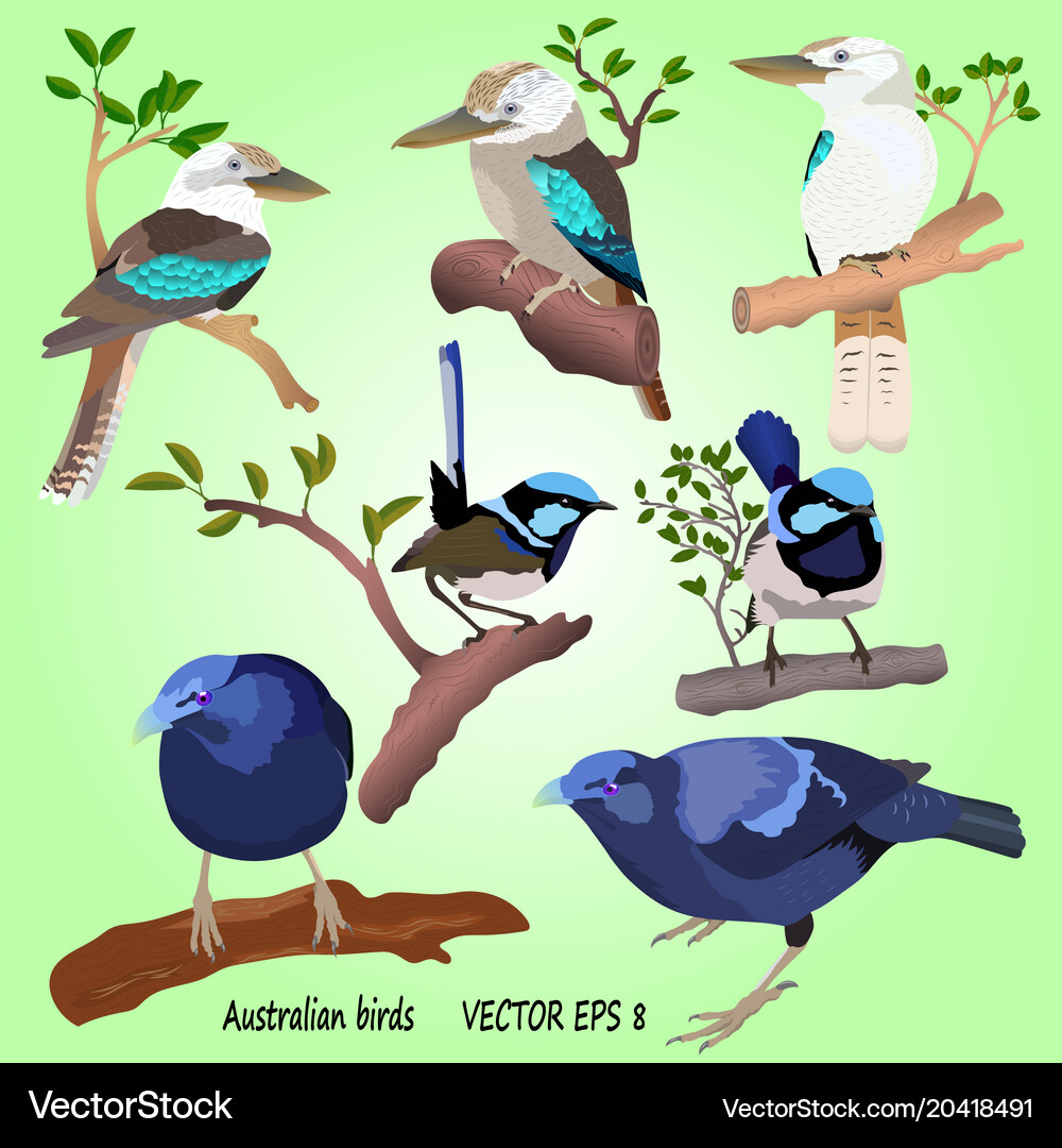 A set realistis australian birds Royalty Free Vector Image