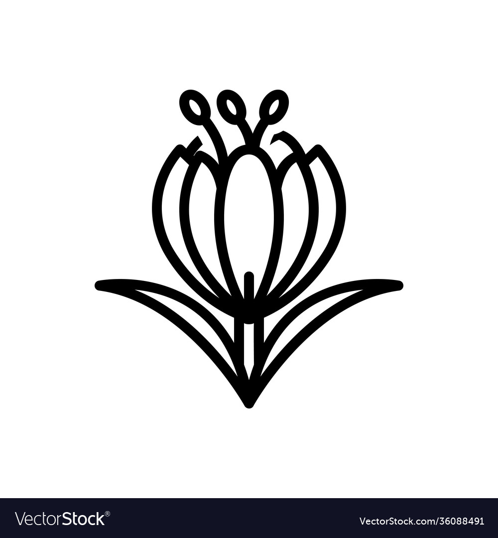 Saffron Royalty Free Vector Image - VectorStock