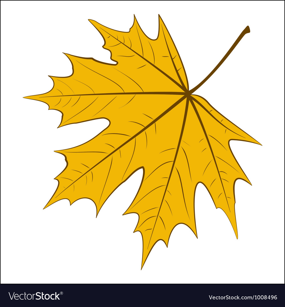 Yellow maple leaf Royalty Free Vector Image - VectorStock