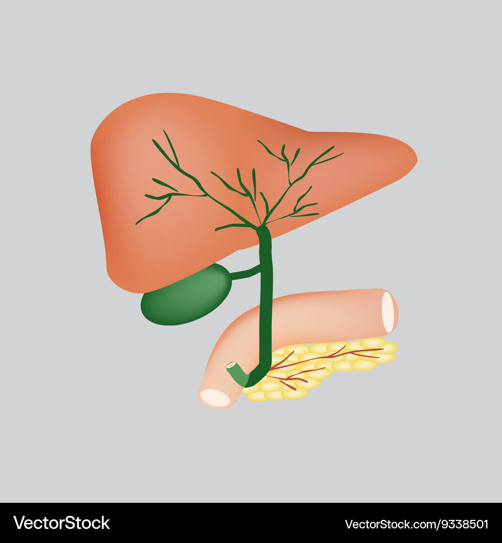 Anatomical structure of the liver gallbladder Vector Image