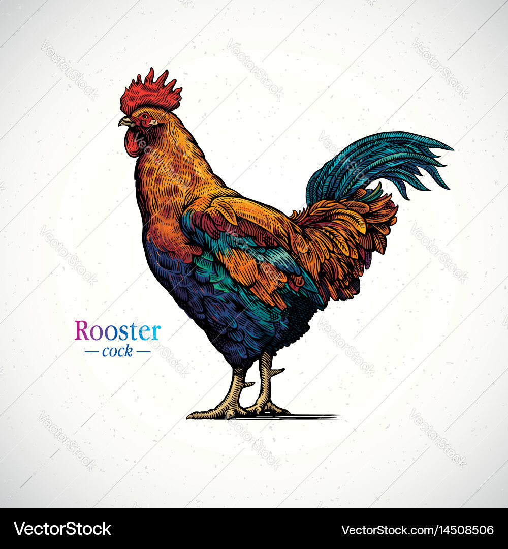 A rooster in a graphical style and painted in Vector Image