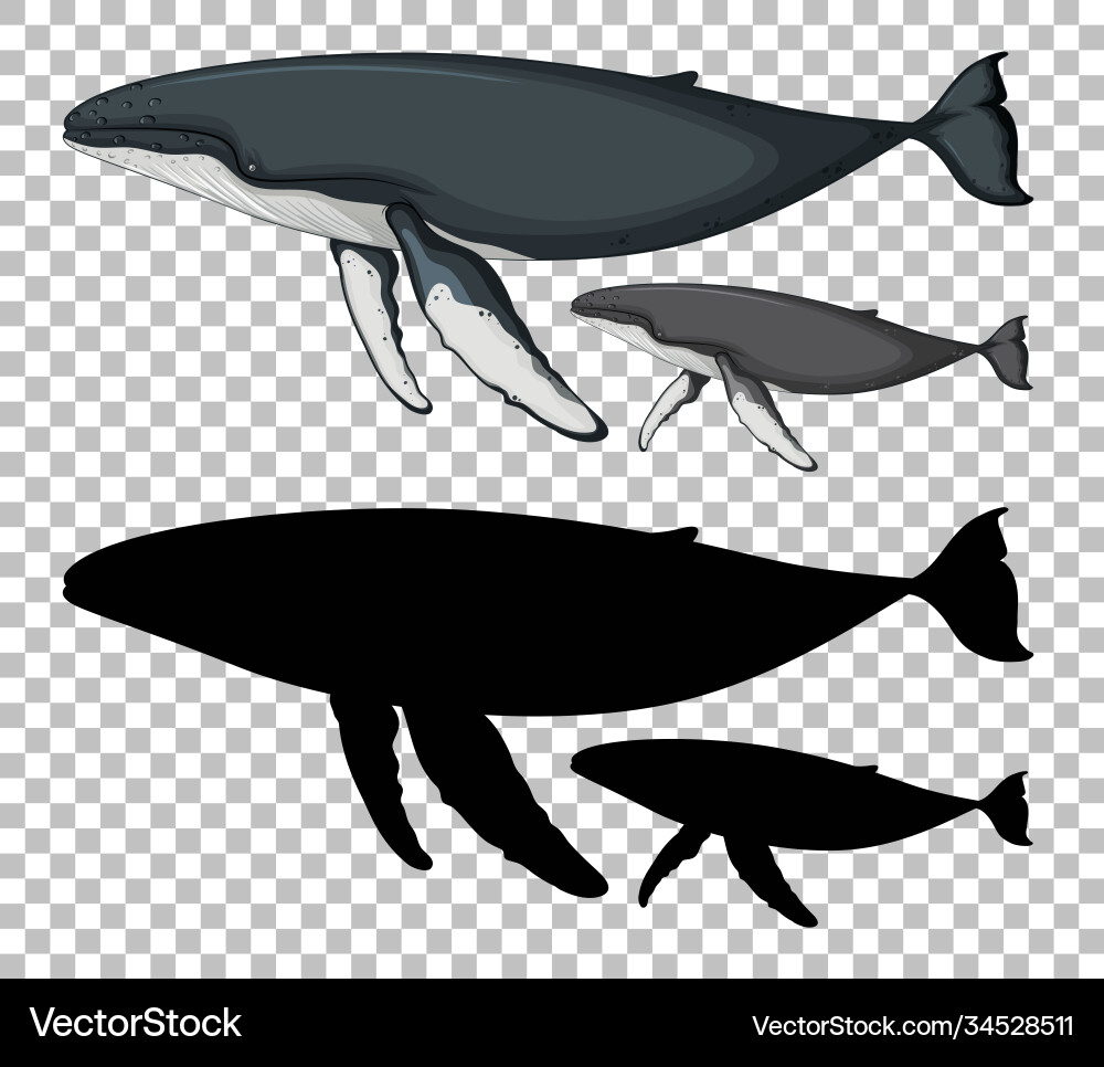Blue whale and baby whale with its Royalty Free Vector Image