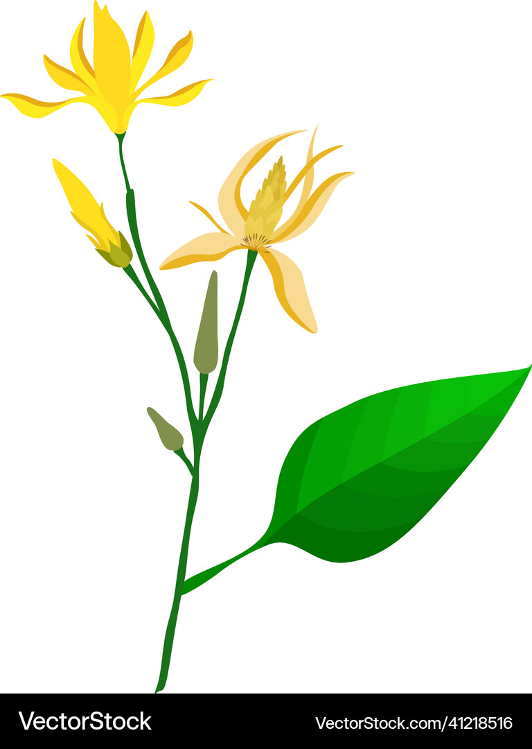 Champaka or magnolia champaca flower on tree Vector Image