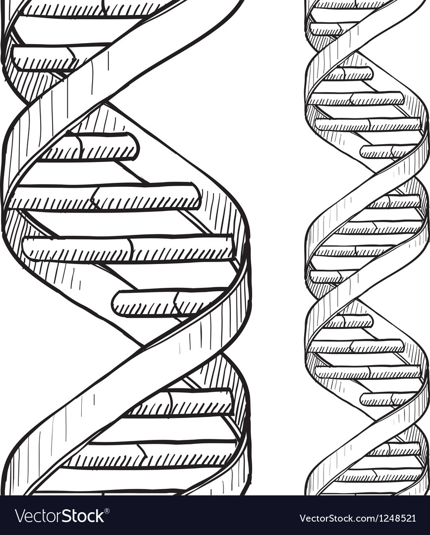 DNA Royalty Free Vector Image - VectorStock
