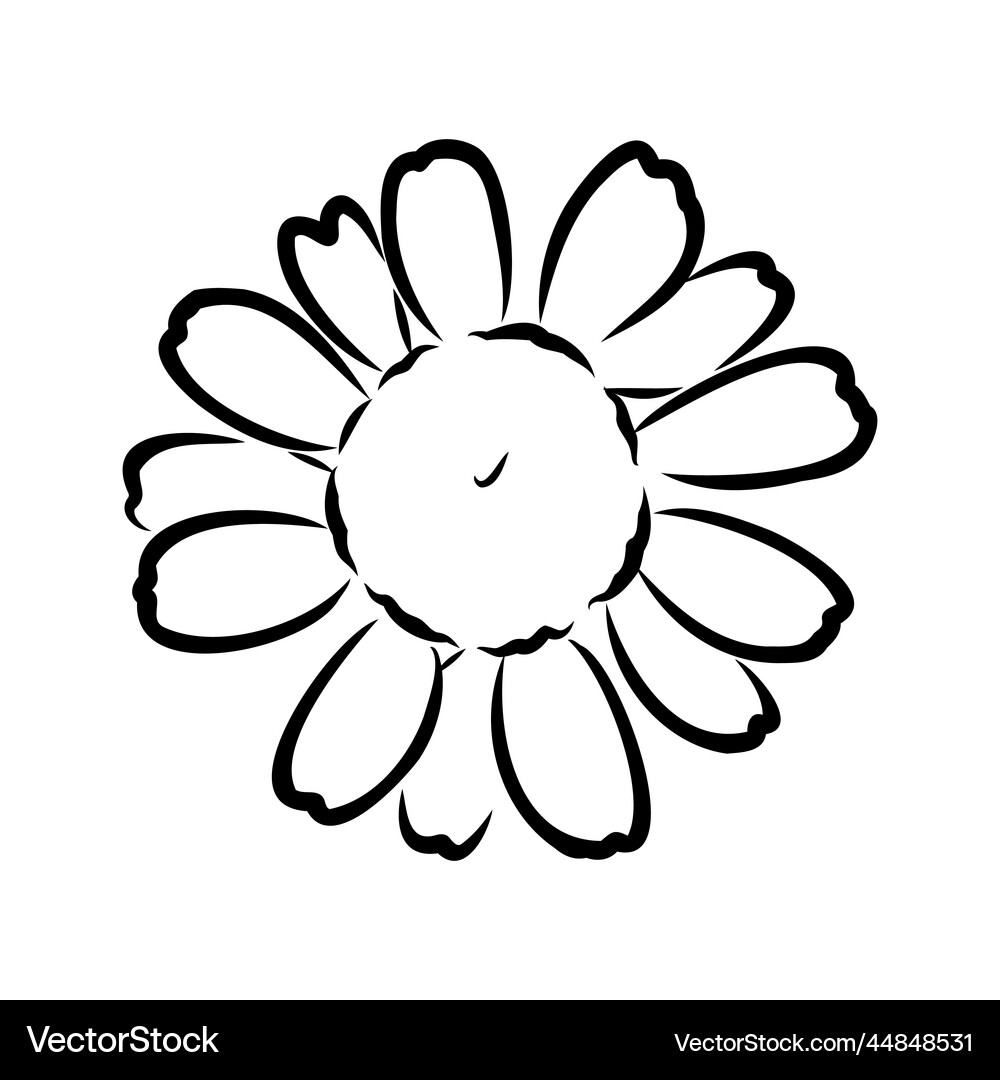 Daisy flower line art drawing hand drawn engraved Vector Image