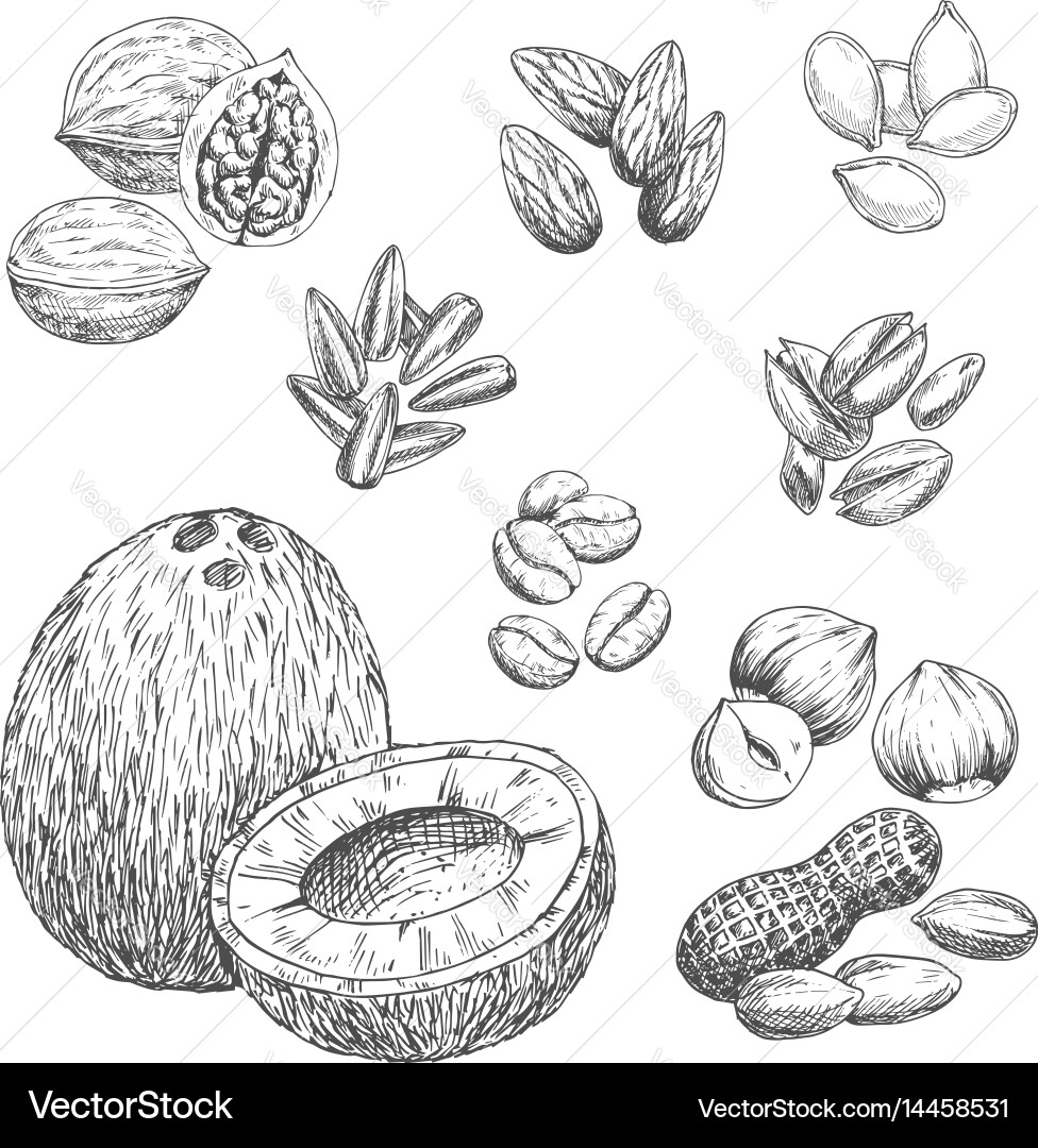 Nuts grain and seeds sketch icons Royalty Free Vector Image