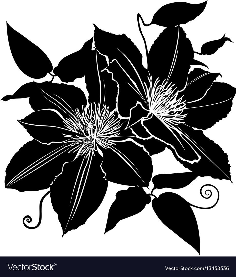 Clematis Royalty Free Vector Image - VectorStock