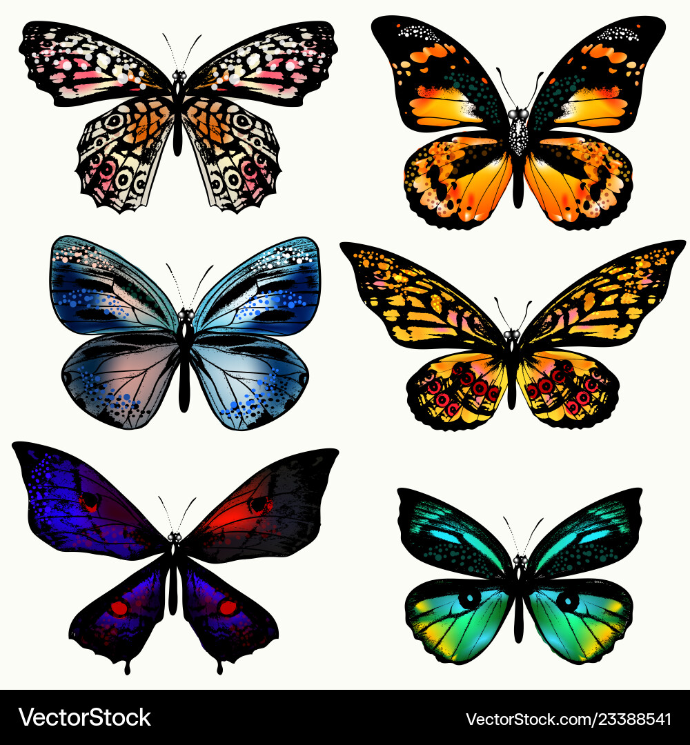 Set of realistic butterflies Royalty Free Vector Image