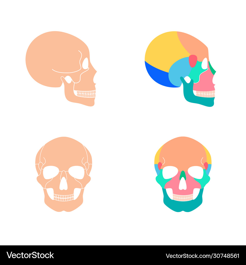 Human skull anatomy Royalty Free Vector Image - VectorStock