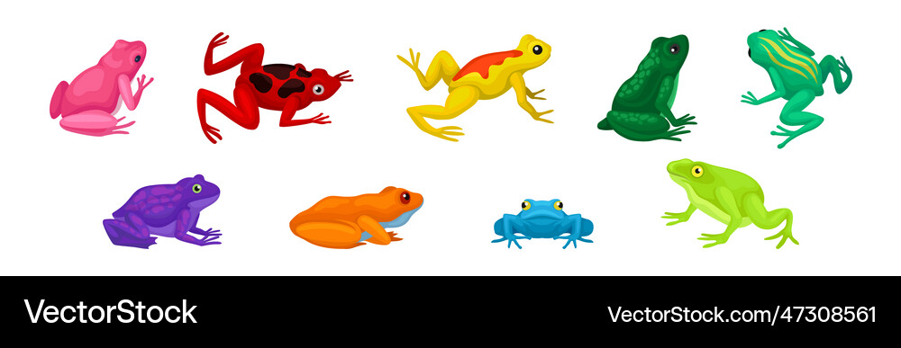 Tropical colorful amphibian frog and toad Vector Image