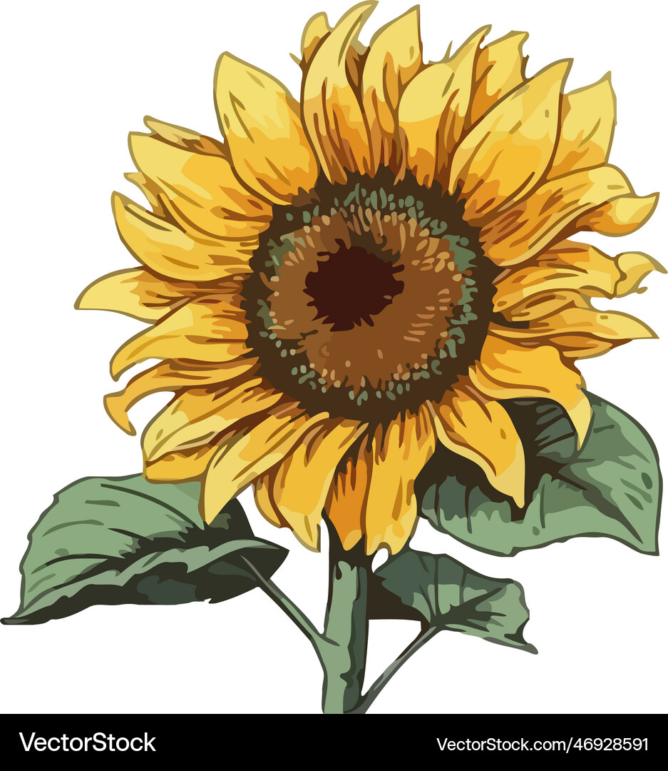 Yellow sunflower blossom Royalty Free Vector Image