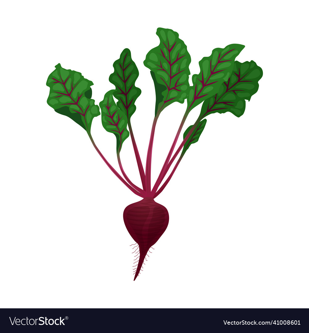 Beet flat Royalty Free Vector Image - VectorStock