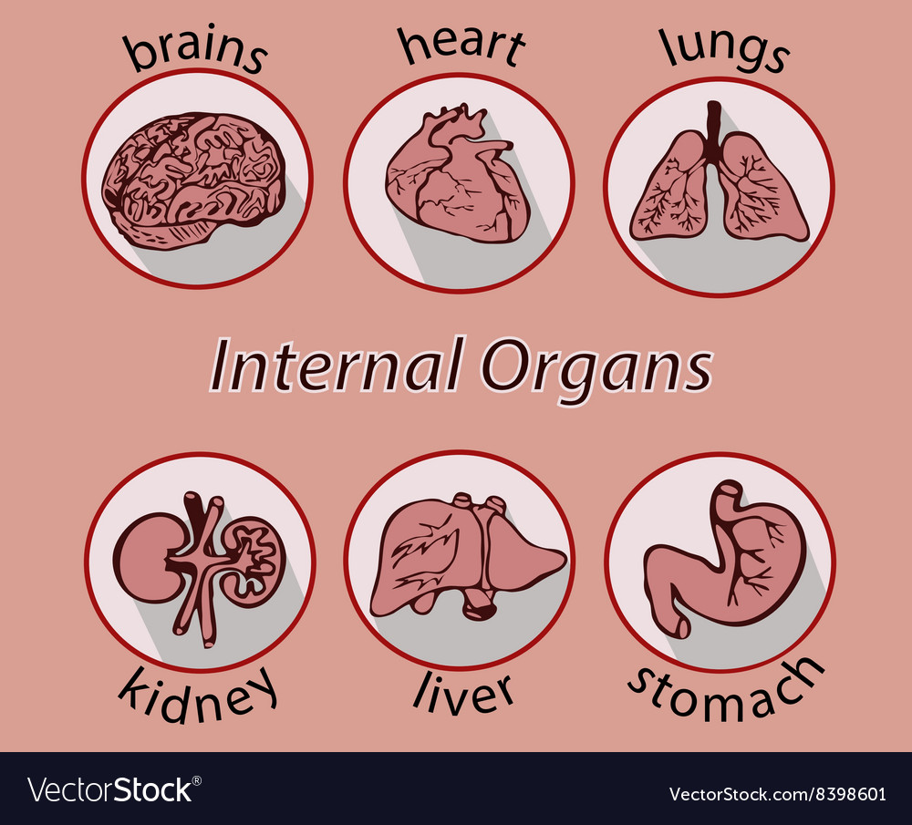 Human organs Royalty Free Vector Image - VectorStock