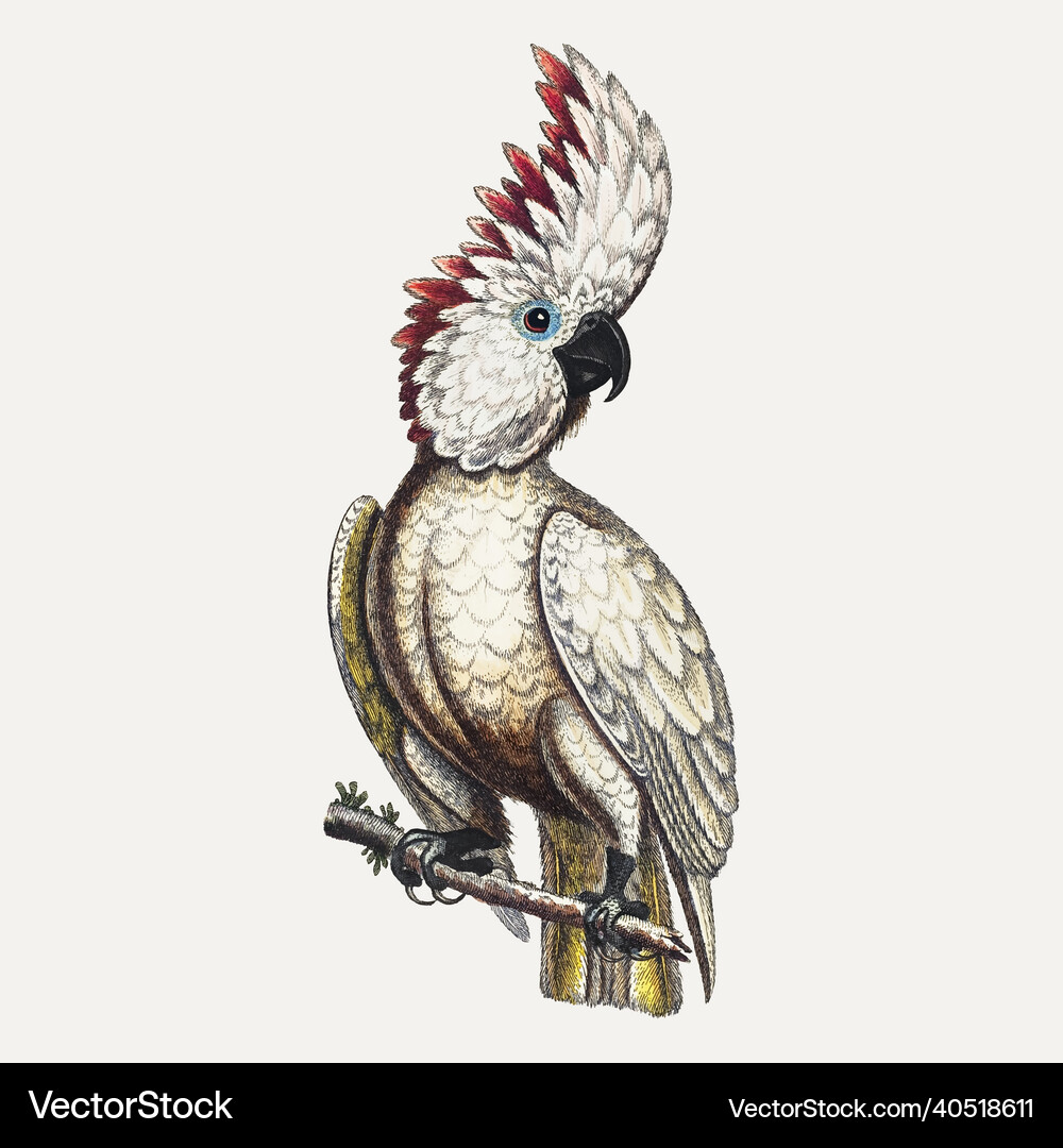 Vintage parrot sticker bird remixed from Vector Image
